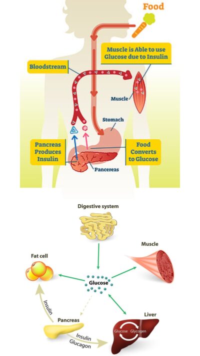 Fatty Liver Causes - The Simple Self Care Lifestyle