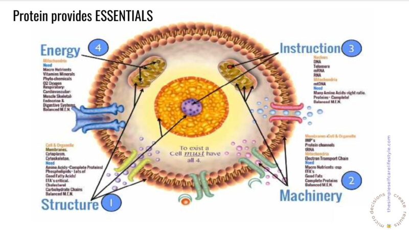 Why Proteins Are Important Part 2 of 3 - The Simple Self Care Lifestyle